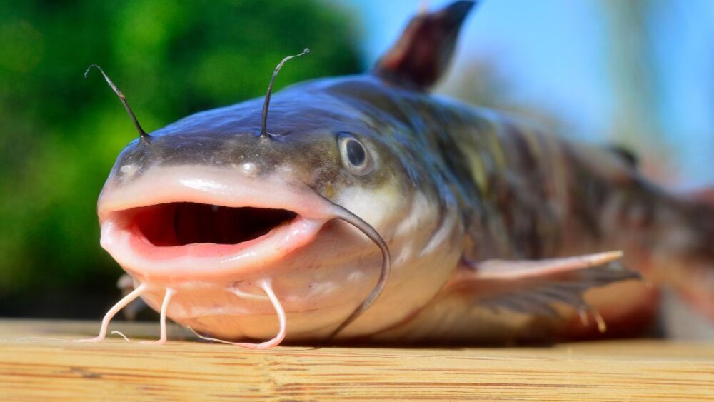 When Is The Best Time To Go Catfishing – Tetra Hook