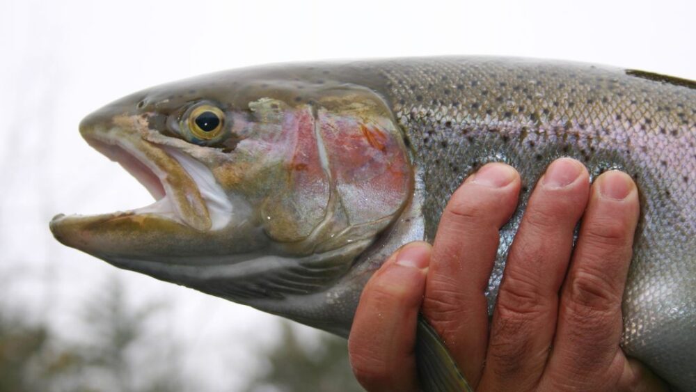 Float Fishing For Steelhead: Expert Tips – Tetra Hook