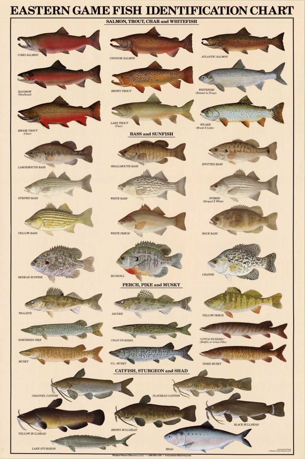 Permit: Discover How to Identify and Tips to Catch This Elusive Fish ...