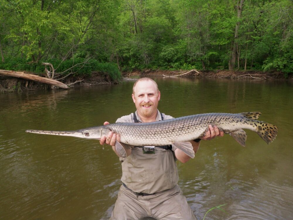Longnose Gar: Discover how to identify and tips to catch – Tetra Hook