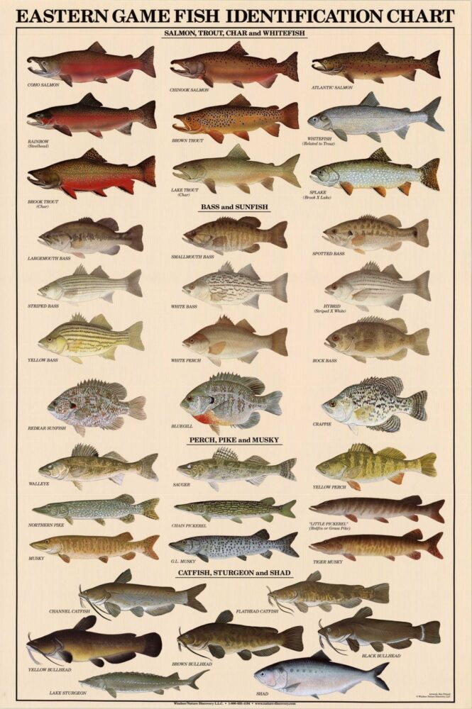 Redeye Bass: Identify and Catch These Elusive Fish Tips – Tetra Hook