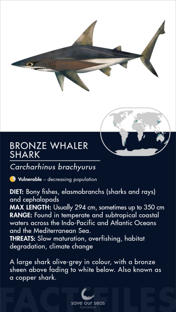 Whalers Shark: Discover how to identify and tips to catch – Tetra Hook